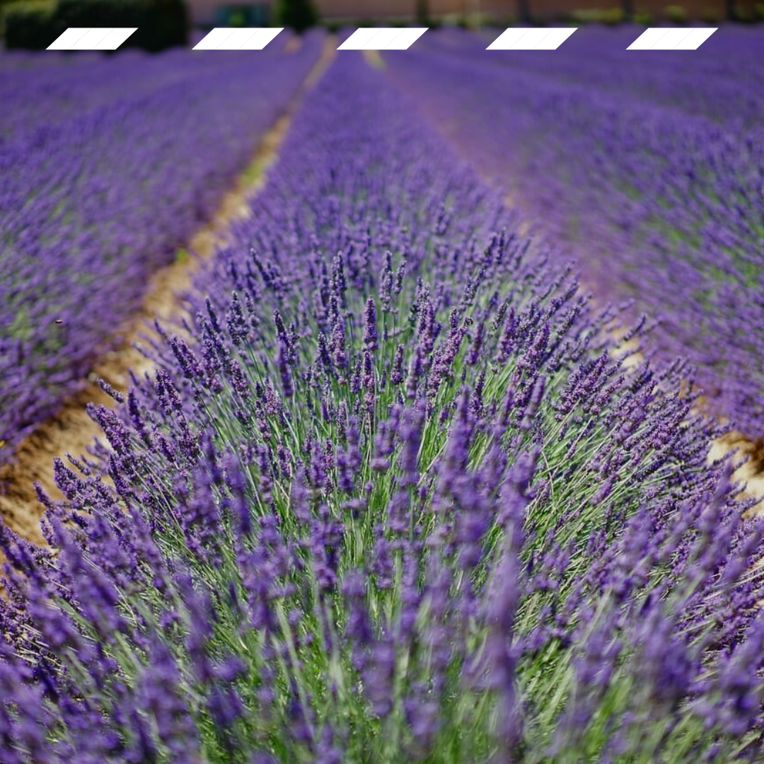 The Divine Destination Collection