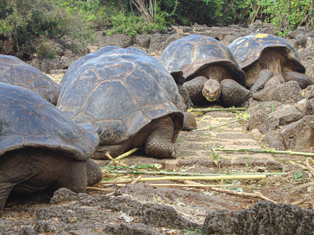 Observe Giant Galapagos Tortoises at Charles Darwin Station